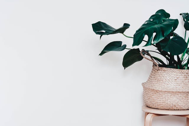 Monstera Care Guide: How to Grow a Thriving Tropical Plant at Home ...