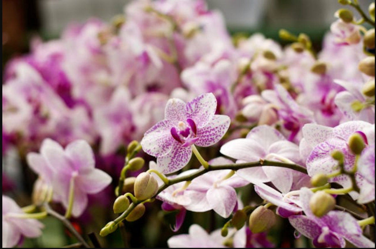 Shop Exquisite Orchids Online | Luxury & Elegance | Millie's Plants