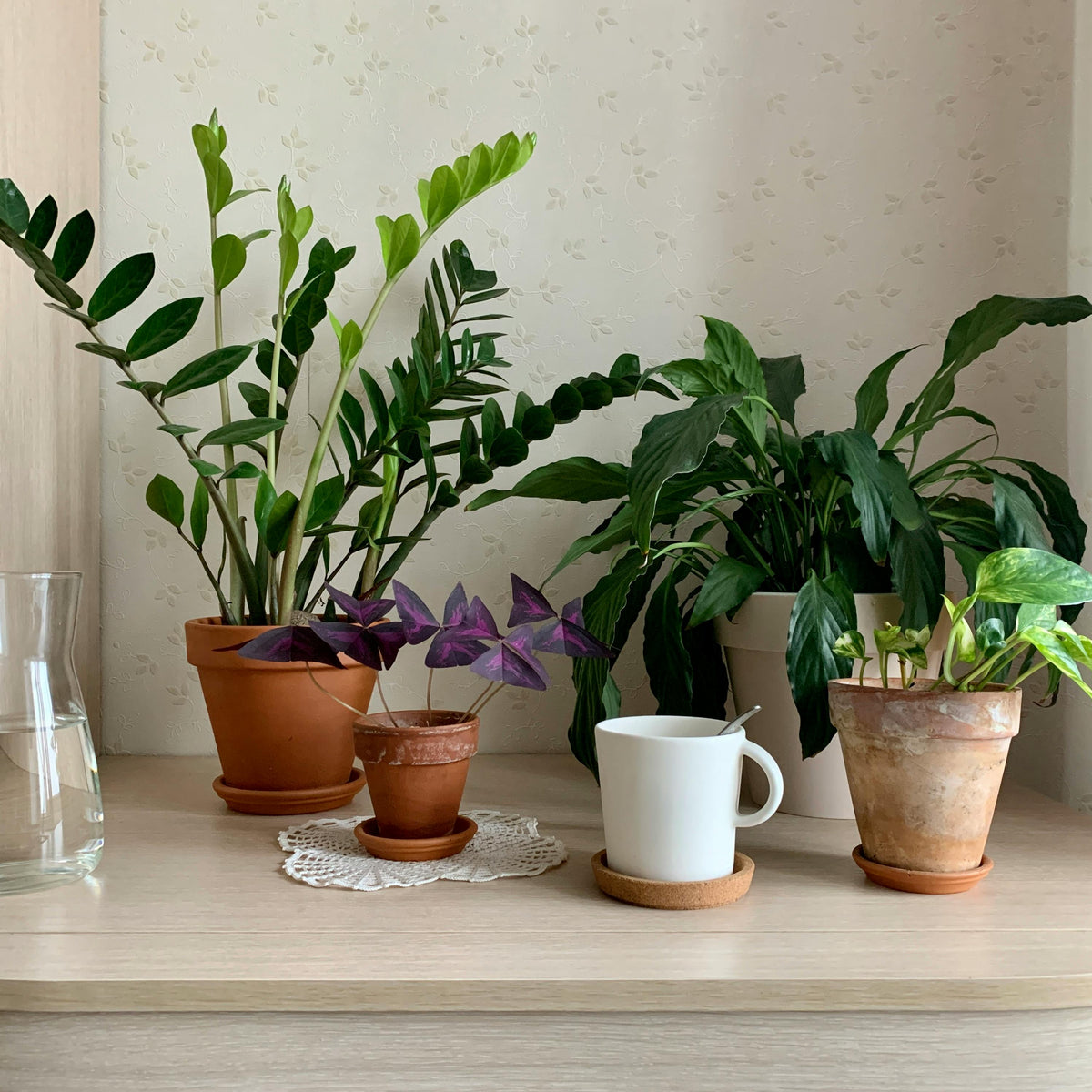 Buy Pothos Plants Online | Easy-Care & Air-Purifying | Millie's Plants