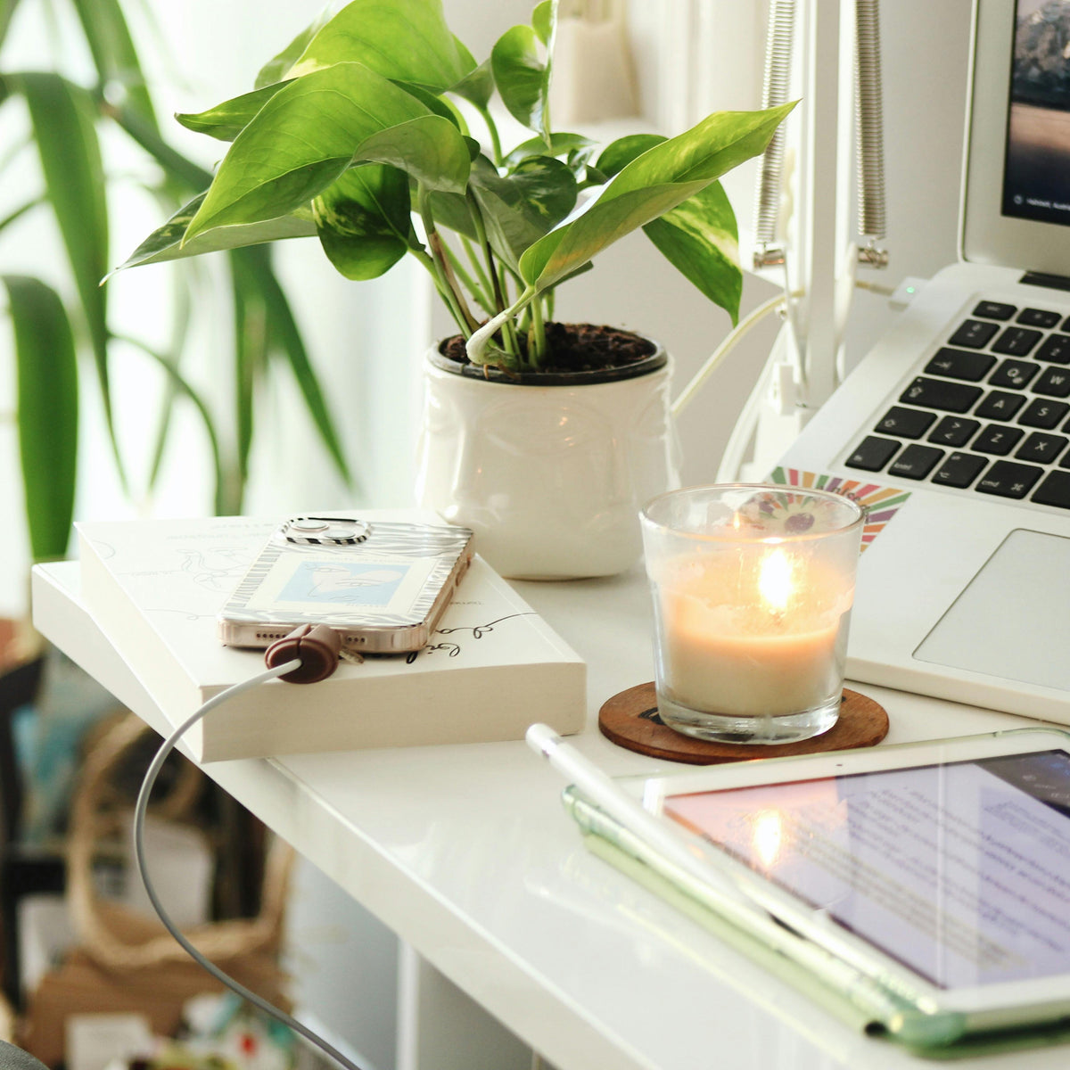 Millie's Plants | Our Curated Office Plant Collection
