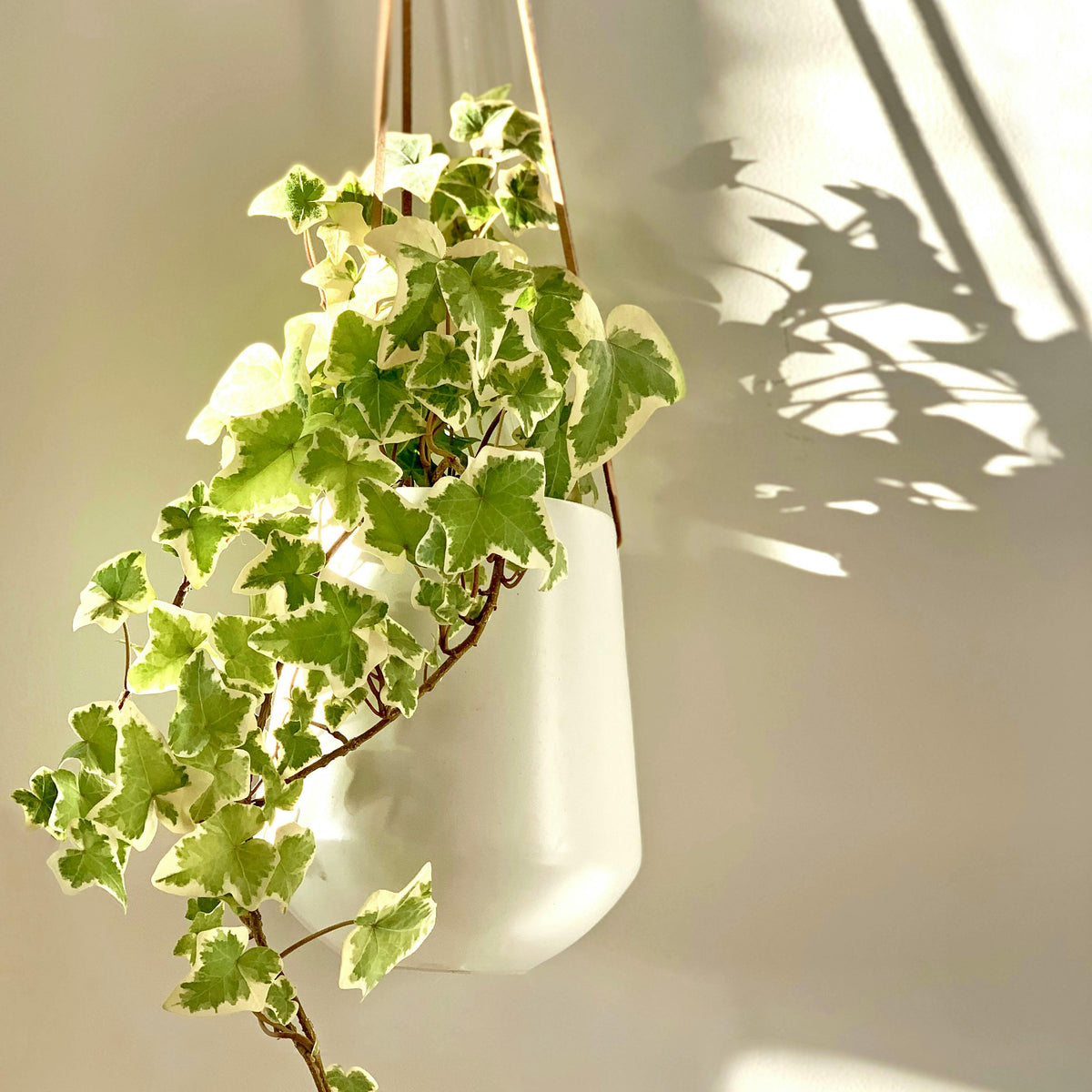 Buy English Ivy Plants Online | Elegant & Air-Purifying | Millie's Plants