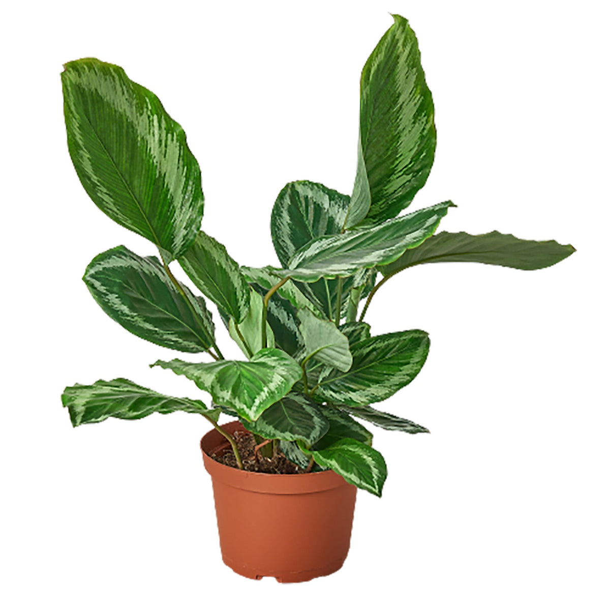 Buy Calathea 'Medallion' III - Lush Tropical Houseplant Available Now ...