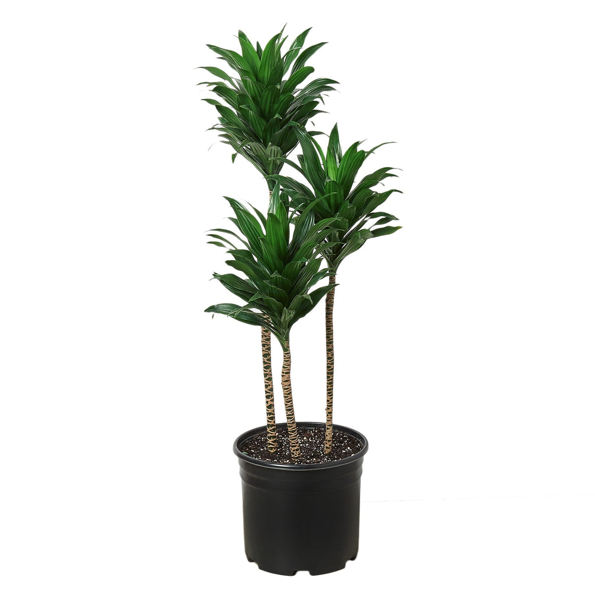 Shop Dracaena 'Janet Craig' - Tall Floor Plant for Modern Homes ...