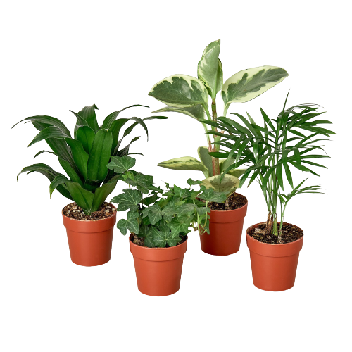 2" Tropical Plant Variety Bundle – Millie's Plants