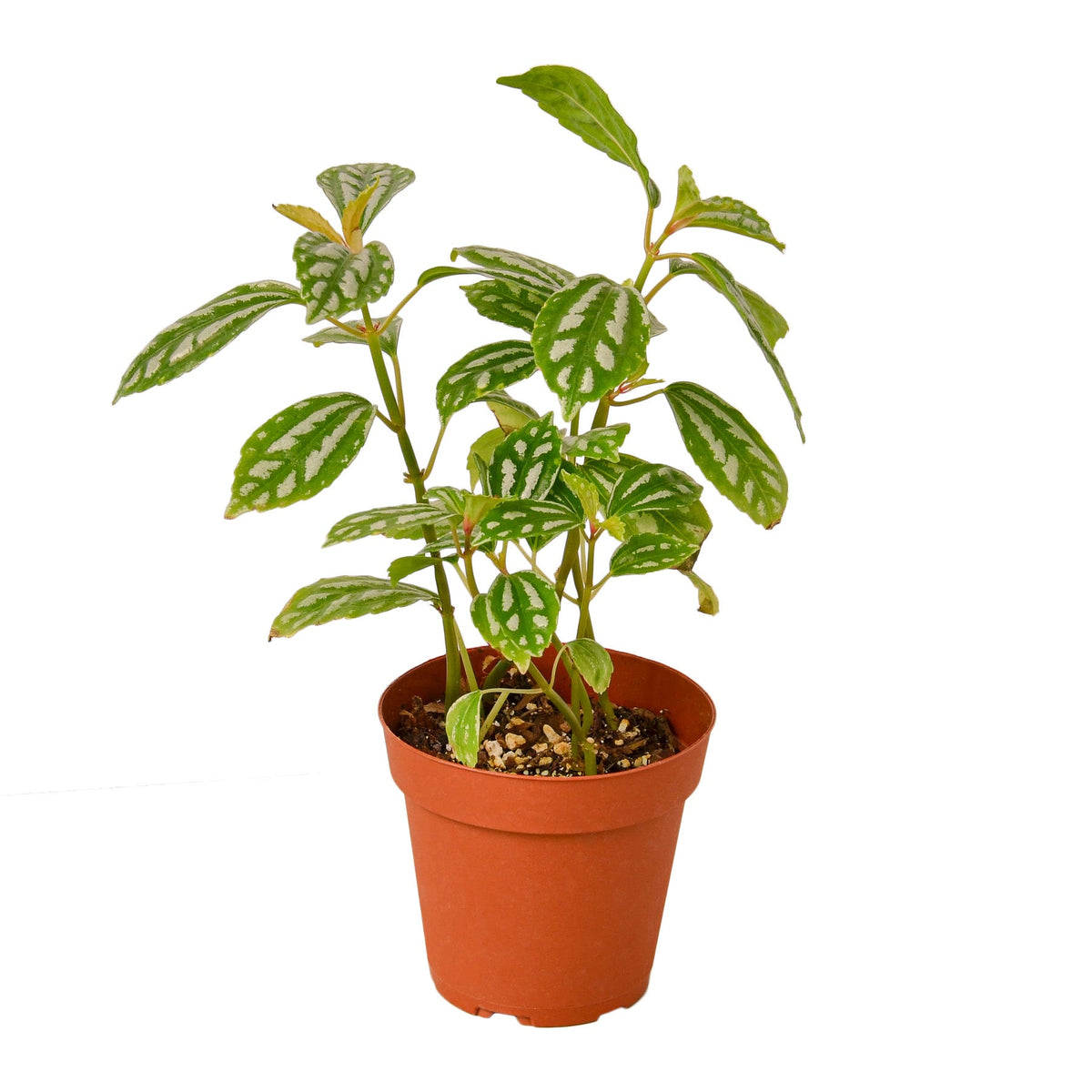 Pilea 'Aluminum' – Millie's Plants