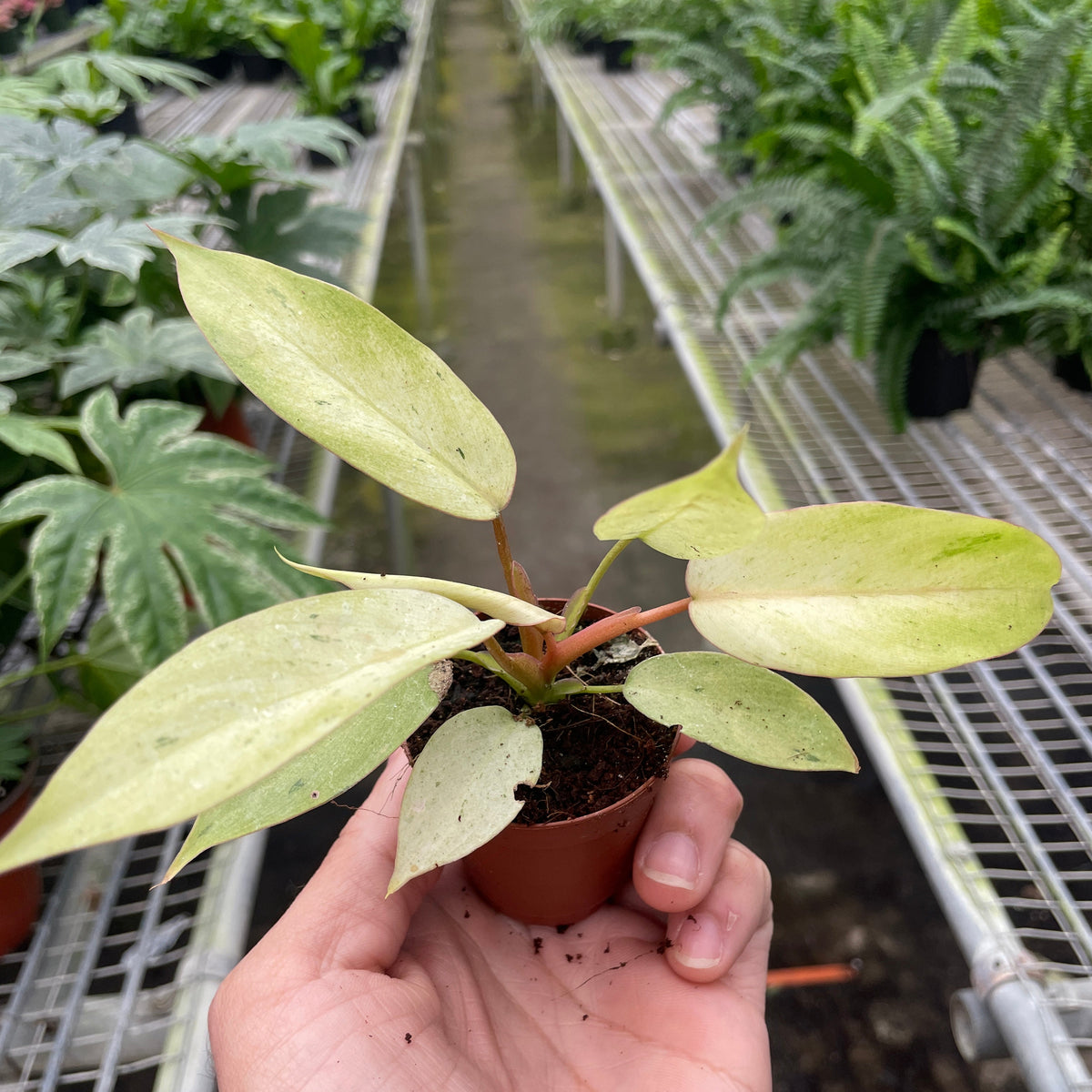 Buy Philodendron 'Snowdrift' Online | Indoor Tropical Houseplant ...