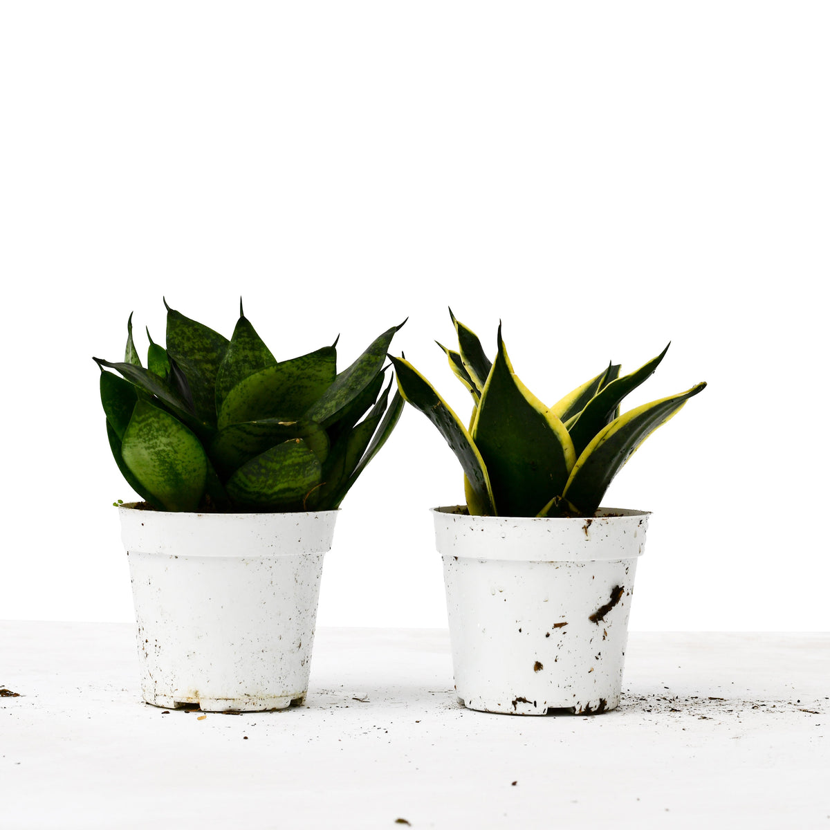 Snake Plant Variety Packs - 4" Pot – Millie's Plants