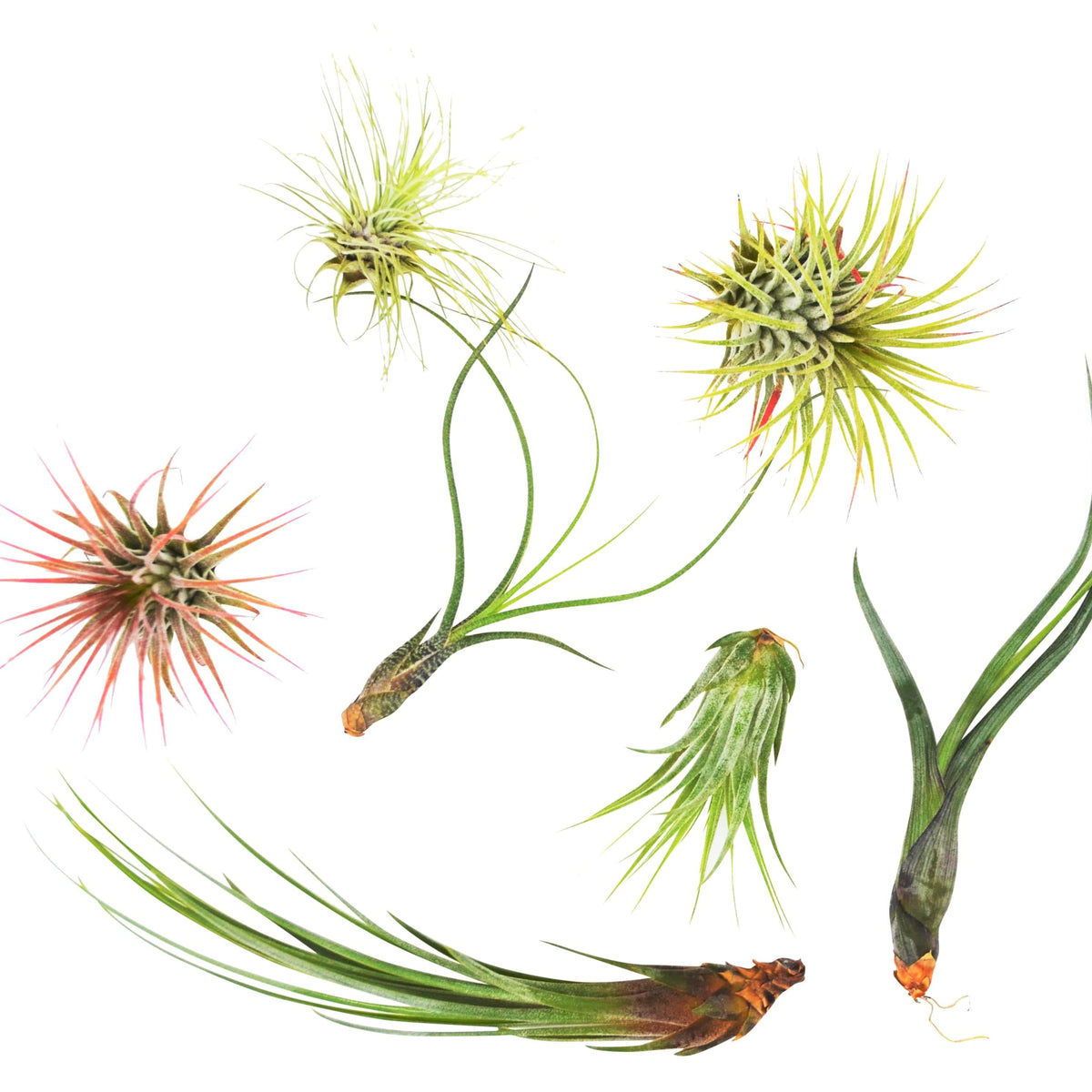 7 Air Plant Variety Pack - Tillandsias – Millie's Plants