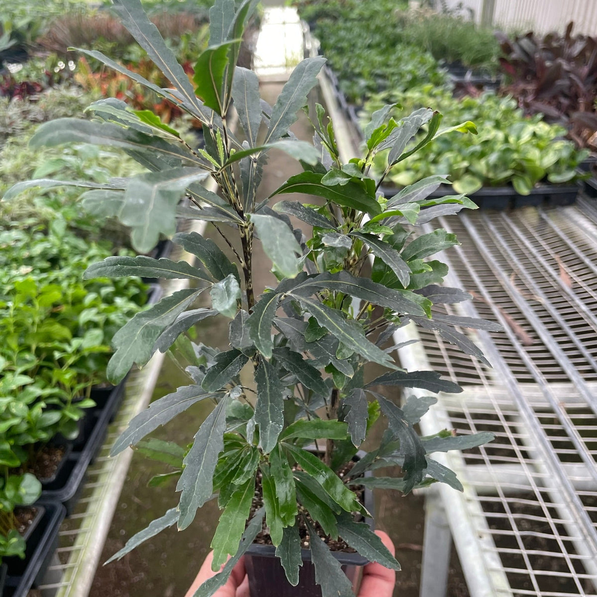 Aralia 'Green' – Millie's Plants