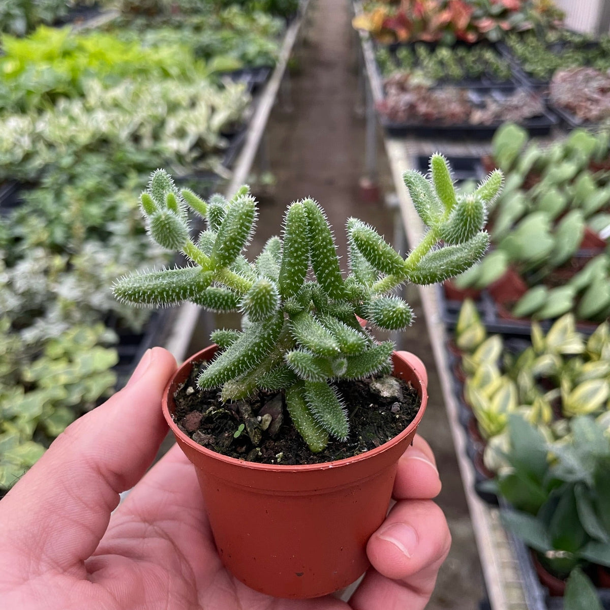 Delosperma echinatum 'Pickle Plant' – Millie's Plants
