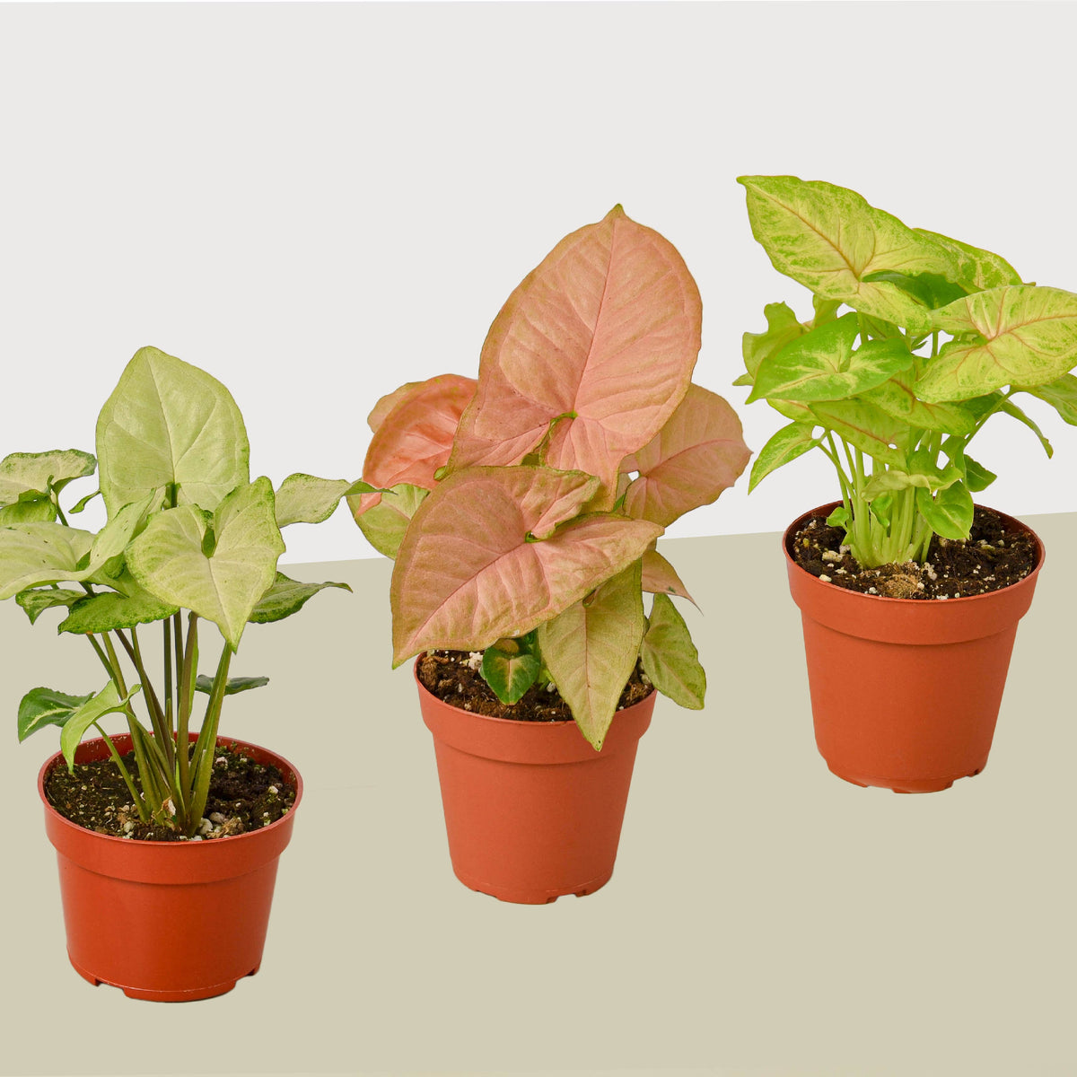 3 Different Syngonium Plants - Arrowhead Plants / 4" Pot / Live Plant ...