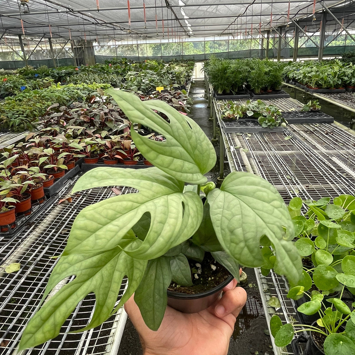 Buy Amydrium Medium 'Silver' Online | Rare Spiderman Monstera Plant ...