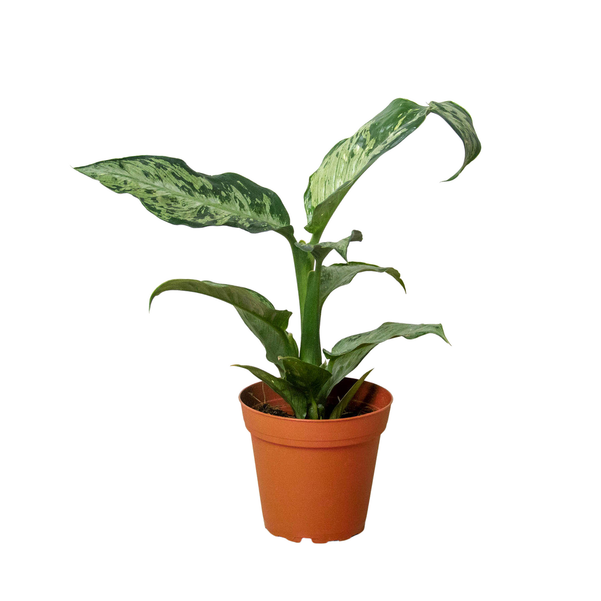 Buy Dieffenbachia 'Memoria Corsii' Online | Air-Purifying Indoor Plant ...