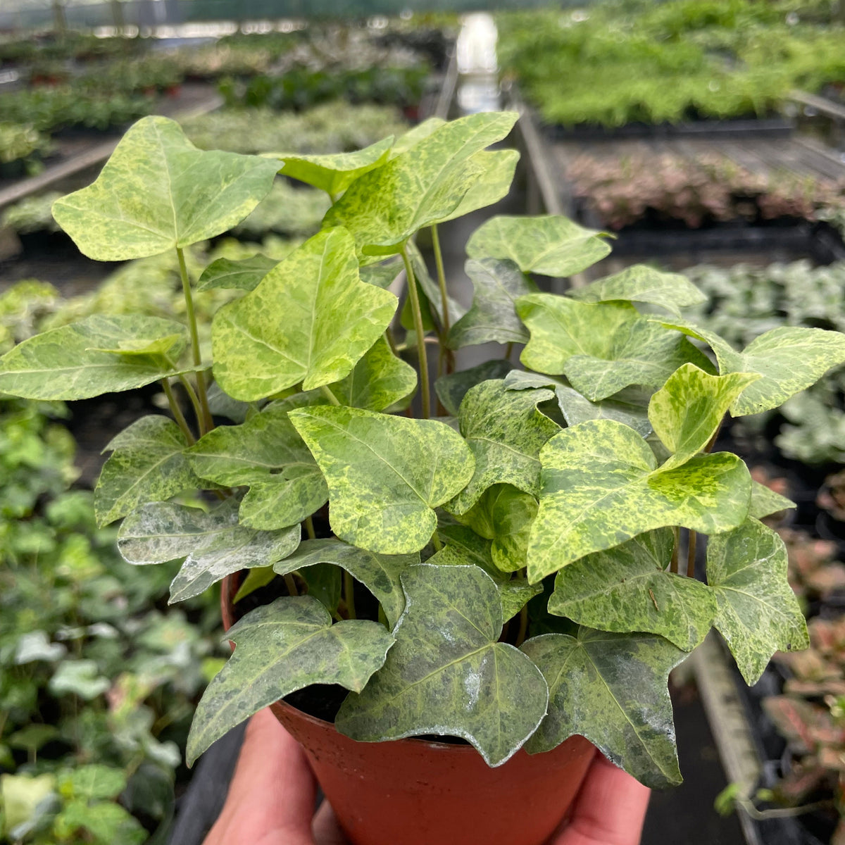 Ivy Gold Dust – Millie's Plants