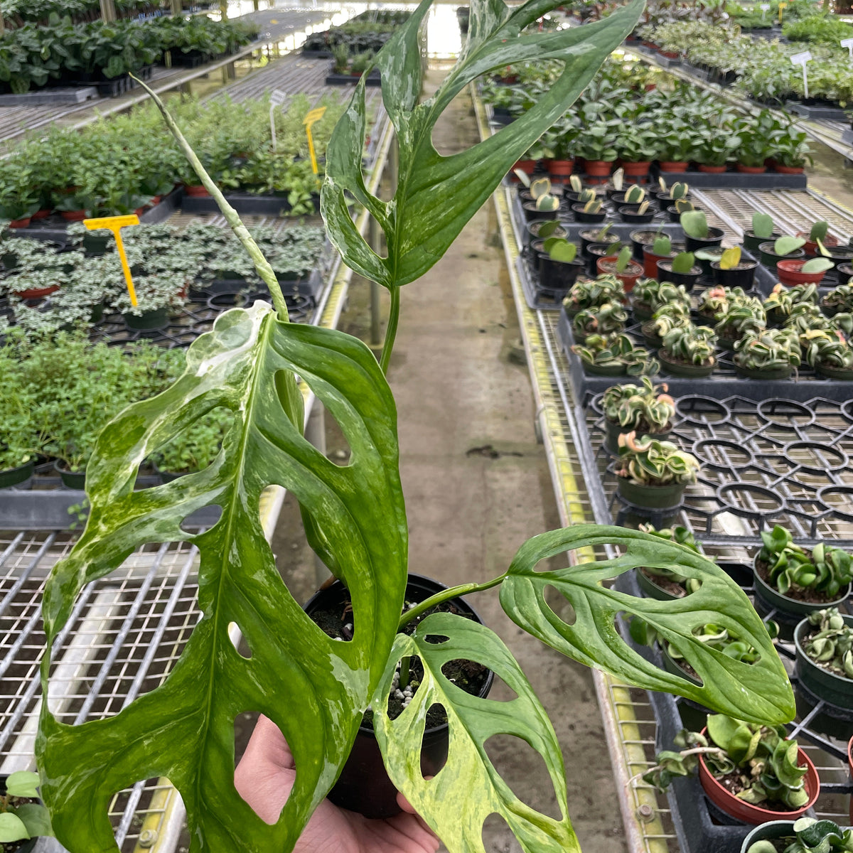 Buy Variegated Monstera Adansonii | Rare Tricolor Swiss Cheese Plant ...
