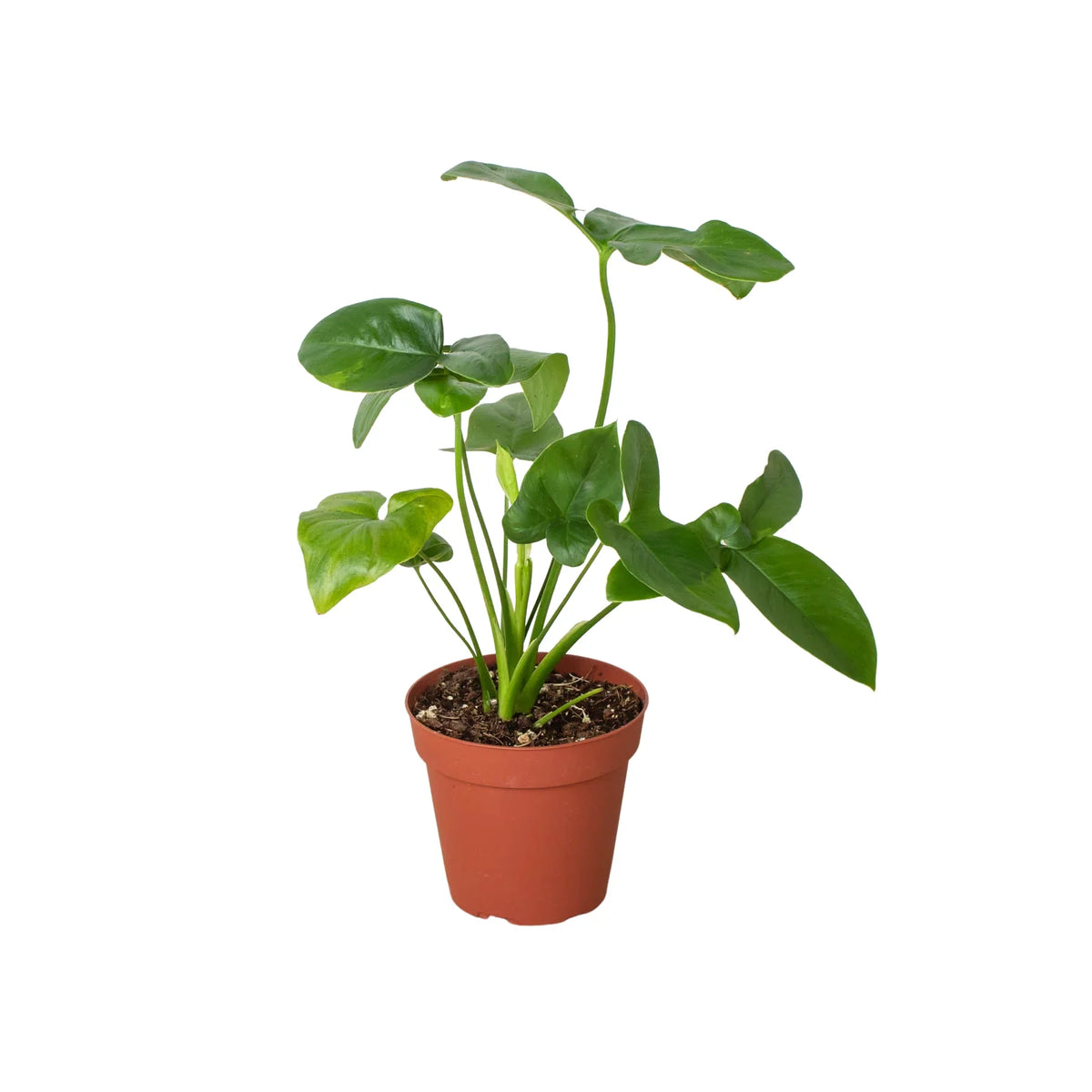 Buy Philodendron Goeldii | Unique Finger Leaf Indoor Plant – Millie's ...