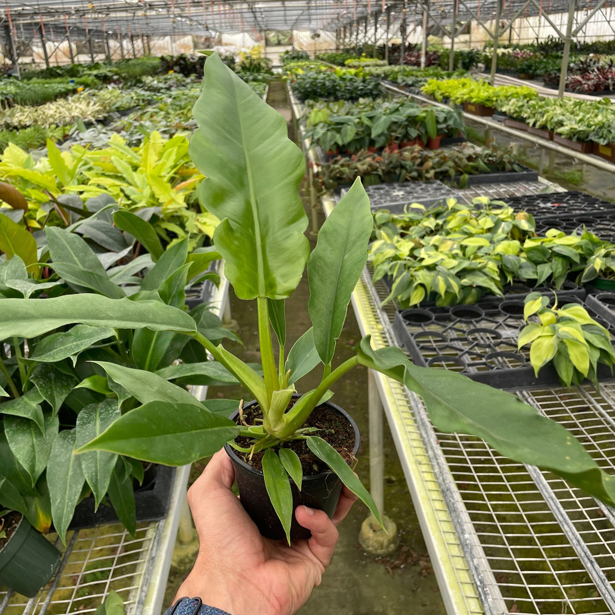 Buy Philodendron Jungle Boogie Online | Exotic Indoor Plant – Millie's ...