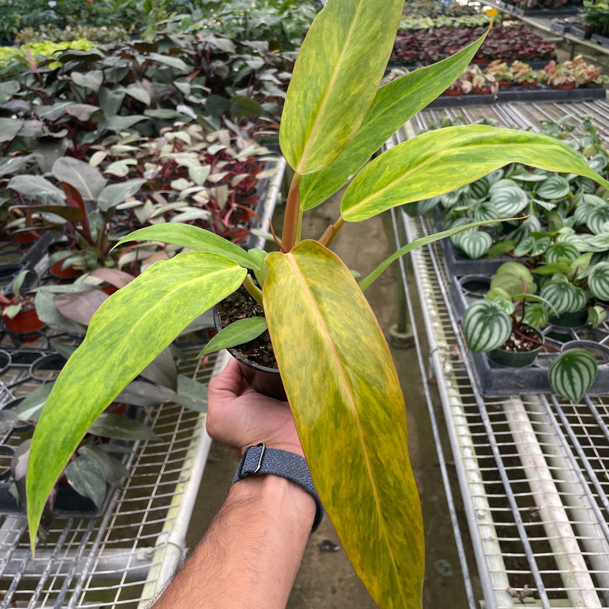 Shop Philodendron 'Orange Marmalade' | Rare and Colorful Indoor Plant ...