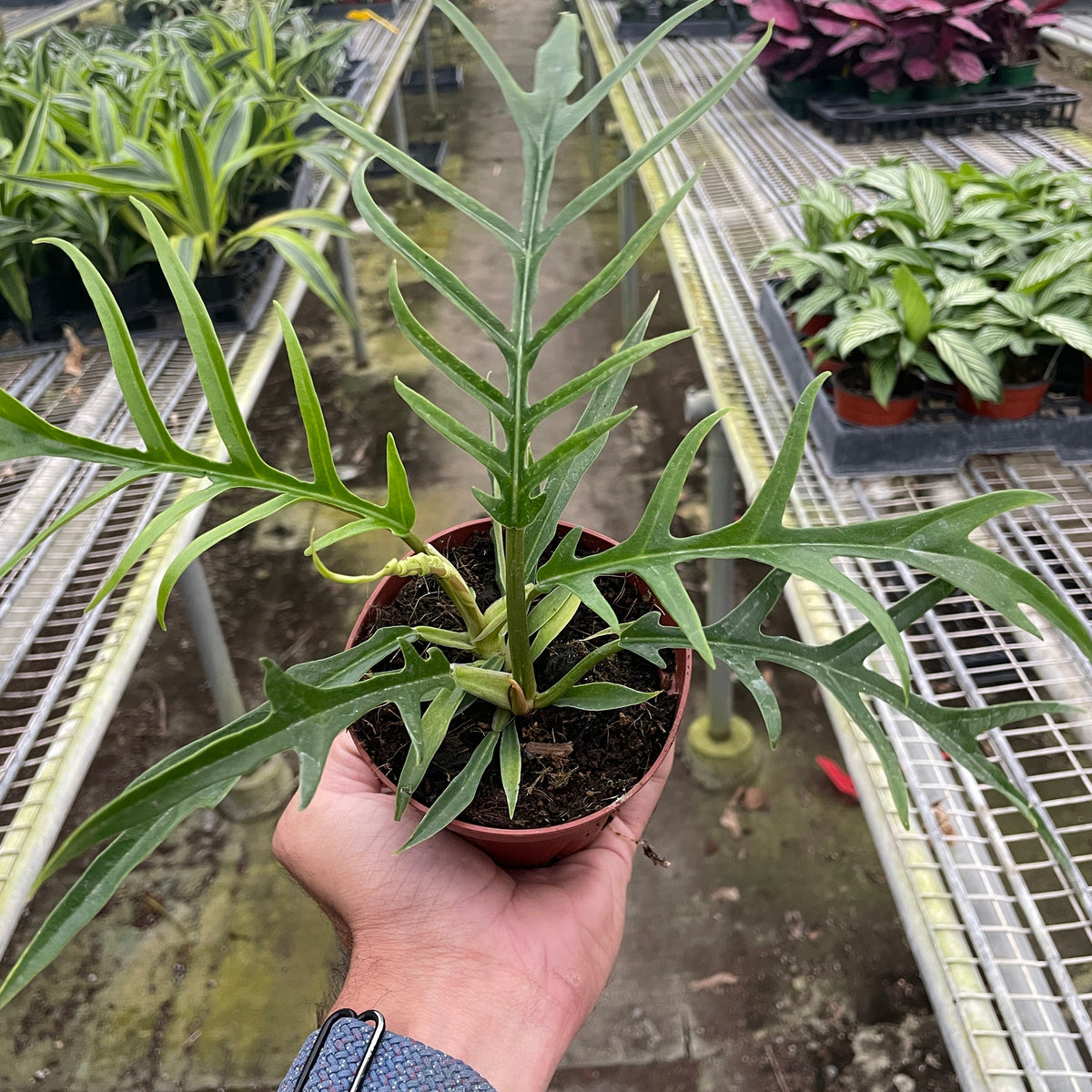 Shop Philodendron 'Tortum' Online | Indoor Plant from the Amazon ...