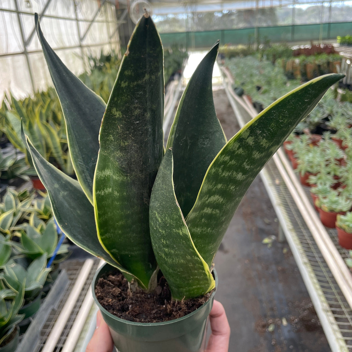Snake 'Fabi' – Millie's Plants