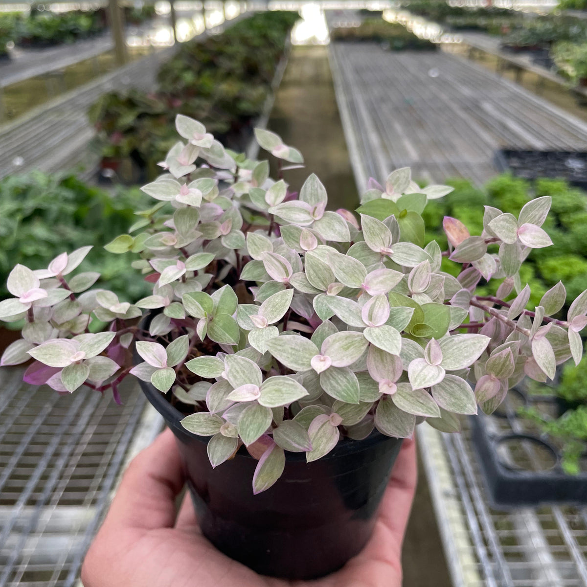 Buy Tradescantia Callisia 'Pink Panther' Online | Easy-Care Plant ...