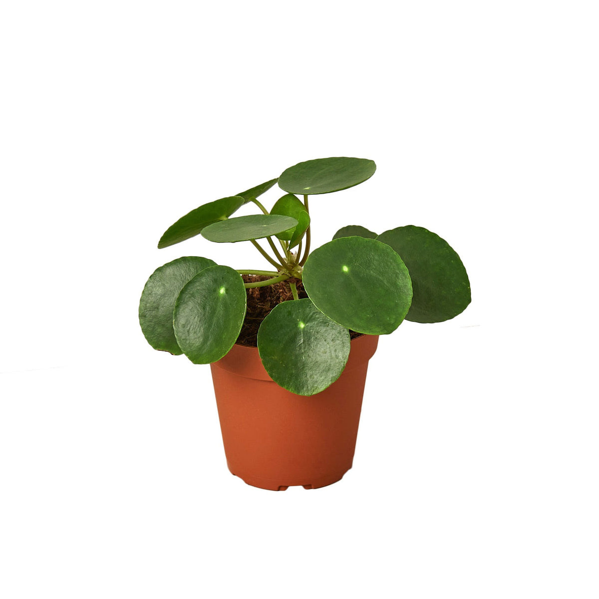 Shop Pilea Peperomioides 'Chinese Money Plant' | Modern & Easy Care ...