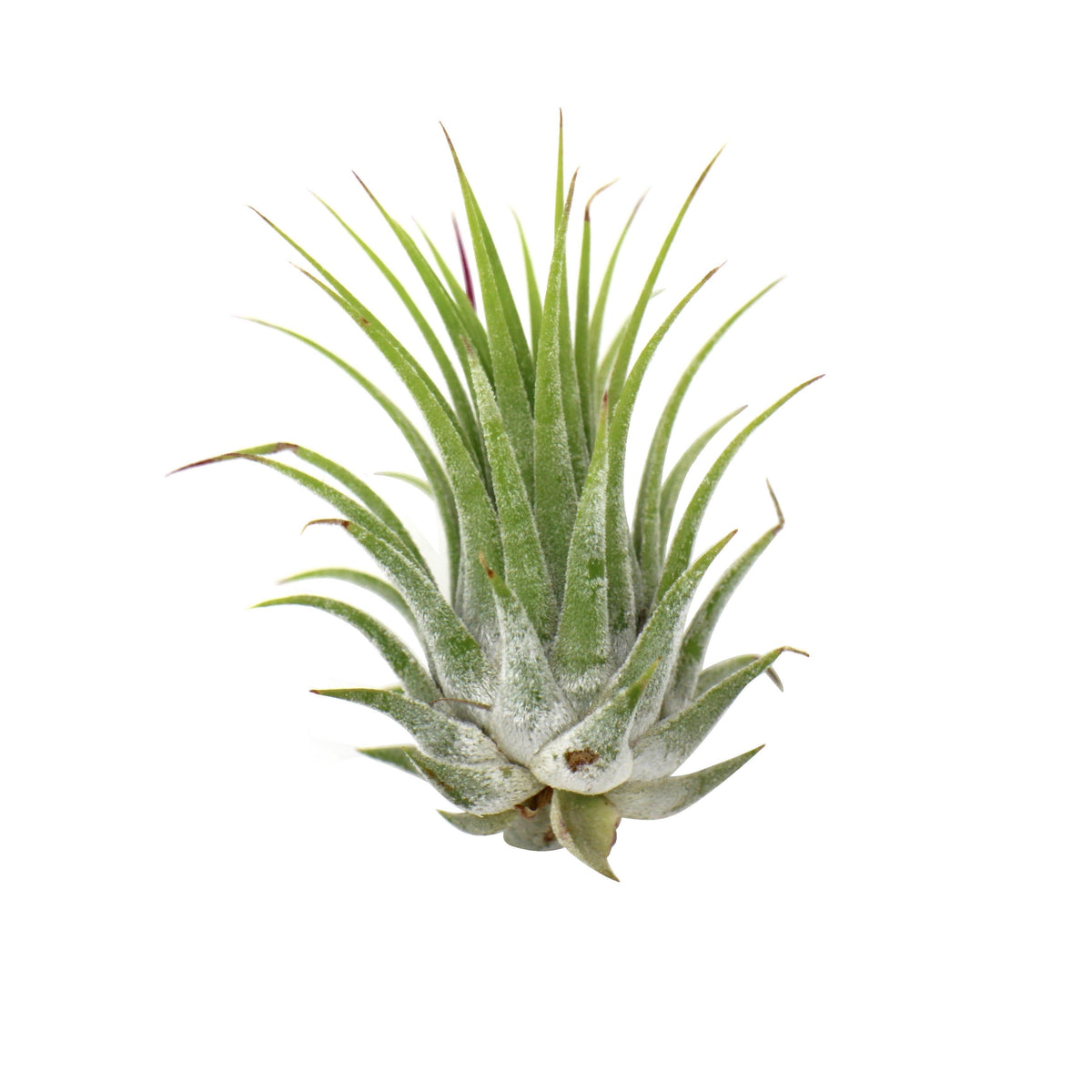 Buy Tillandsia Ionantha Air Plant 5-Pack | Colorful Easy-Care Air ...