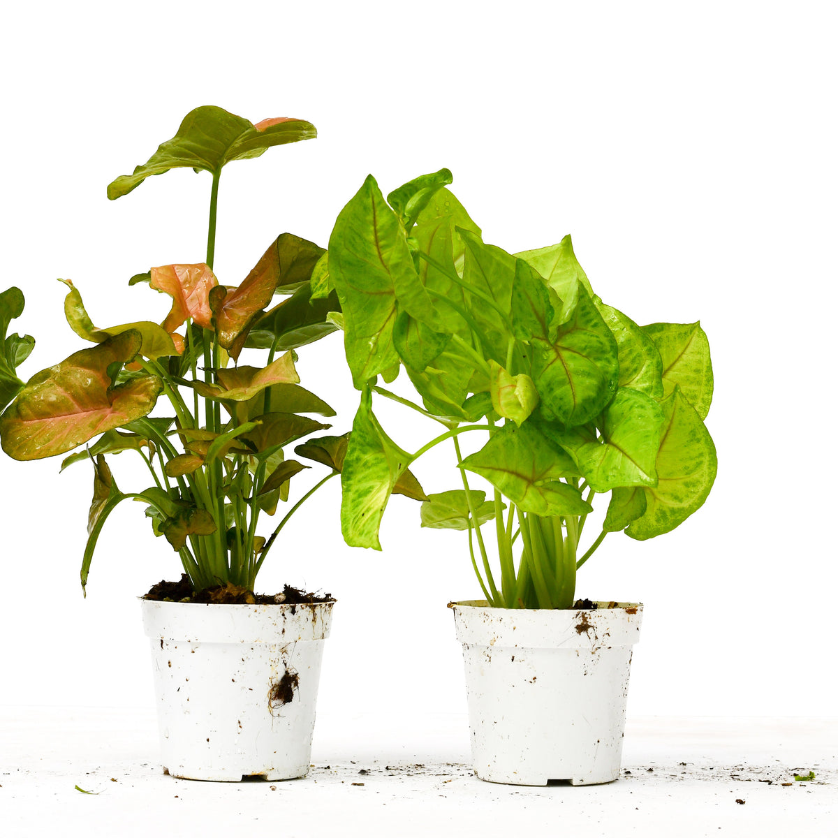 2 Syngonium Variety (Arrowhead Plant) / 4" Pot / Live Plant – Millie's ...