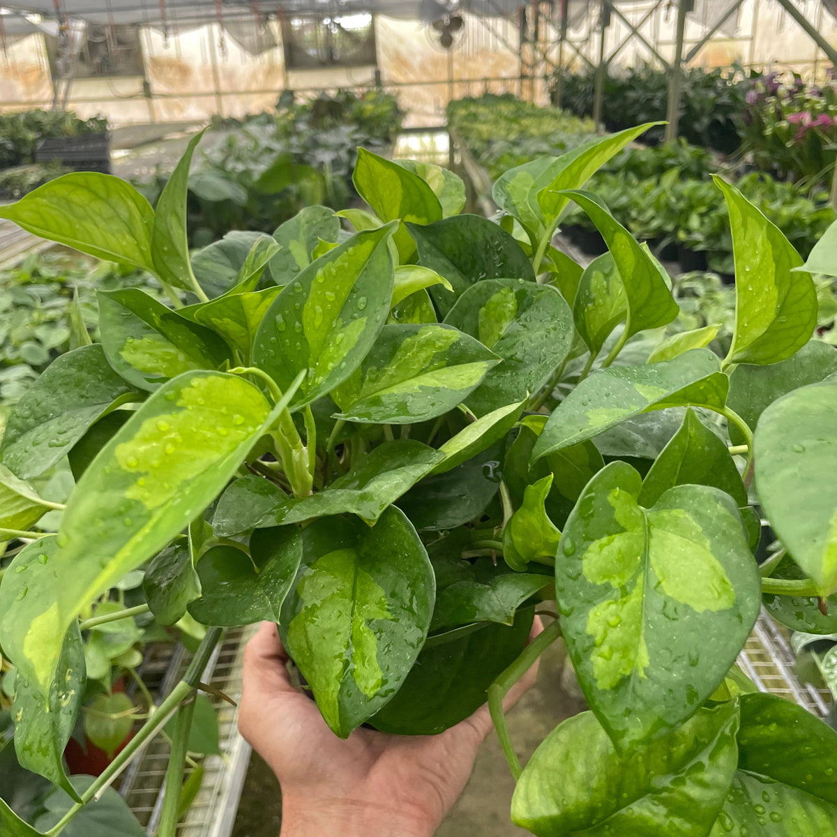 Buy Pothos 'Global Green' Online | Fast-Growing Exotic Plants – Millie ...