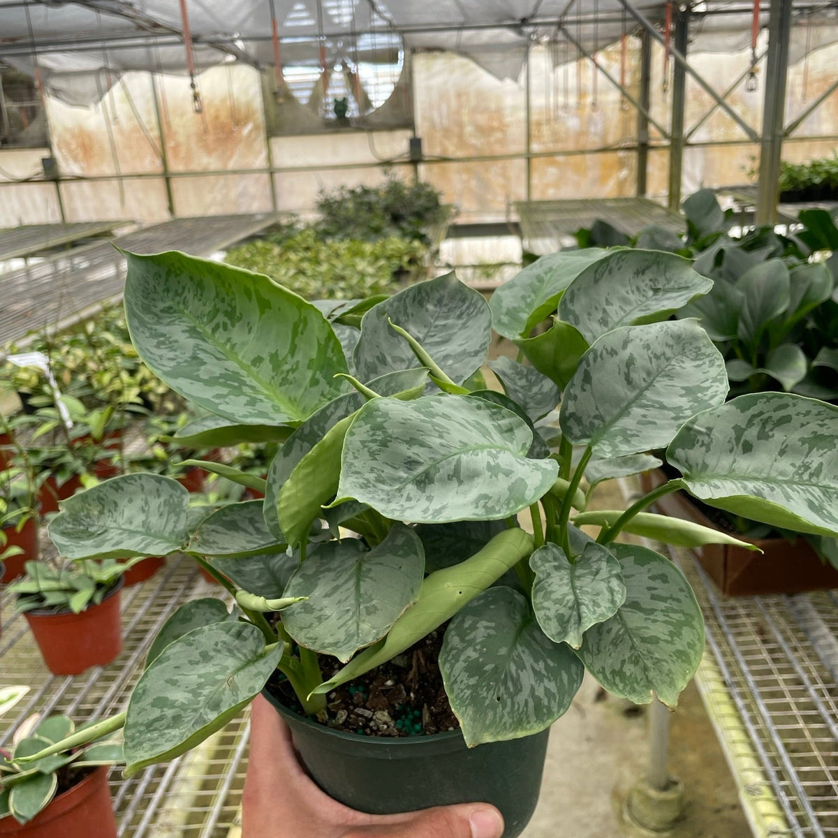 Buy Schismatoglottis 'Sarawak' Online | Rare Variegated Indoor Plant ...