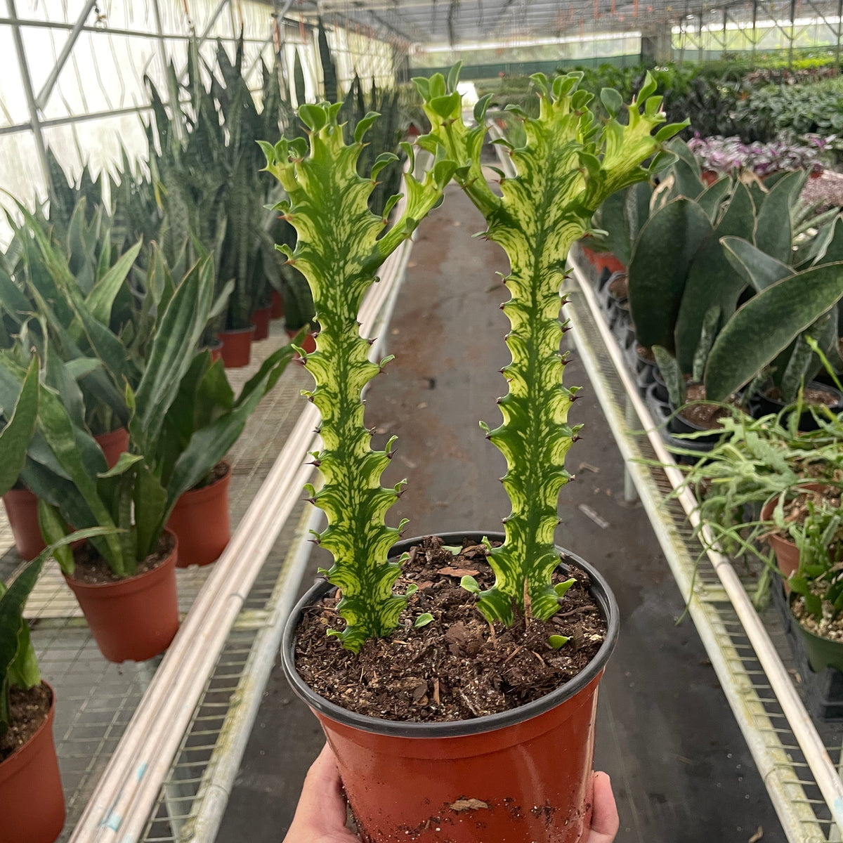 Euphorbia 'Mint Cream' – Millie's Plants