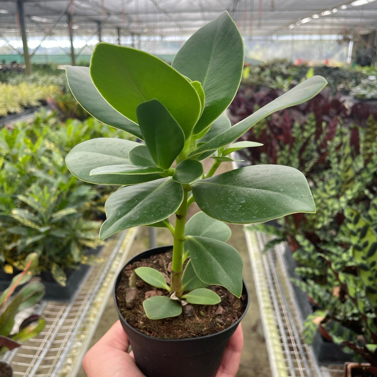 Buy Clusia Princess Autograph Plant | Unique Indoor Trees – Millie's Plants
