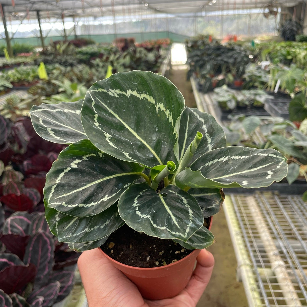 Buy Calathea 'Green Goddess' Online | Unique Indoor Plant for Sale ...