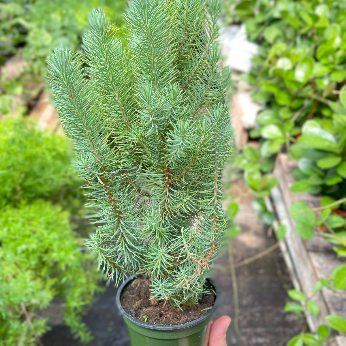 Blue Pine Trees – Millie's Plants