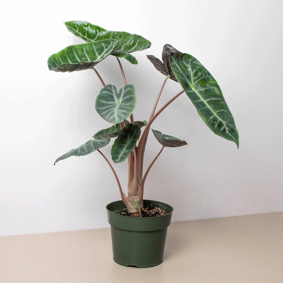 Buy Alocasia 'Pink Dragon' | Exotic Indoor/Outdoor Plant for Sale ...