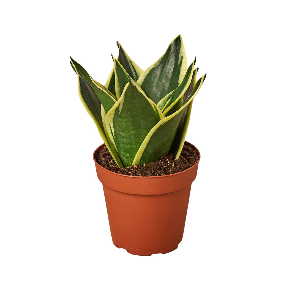 Buy 4-inch Snake Plant 'Black Gold' | Compact Air Purifier – Millie's ...