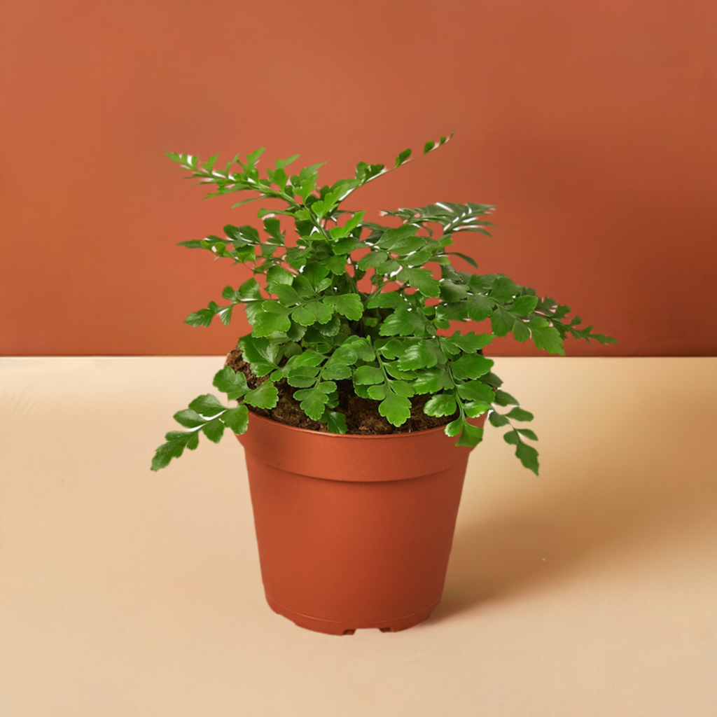 Buy Austral Gem Fern Online | Durable & Low-Maintenance Indoor Plant ...