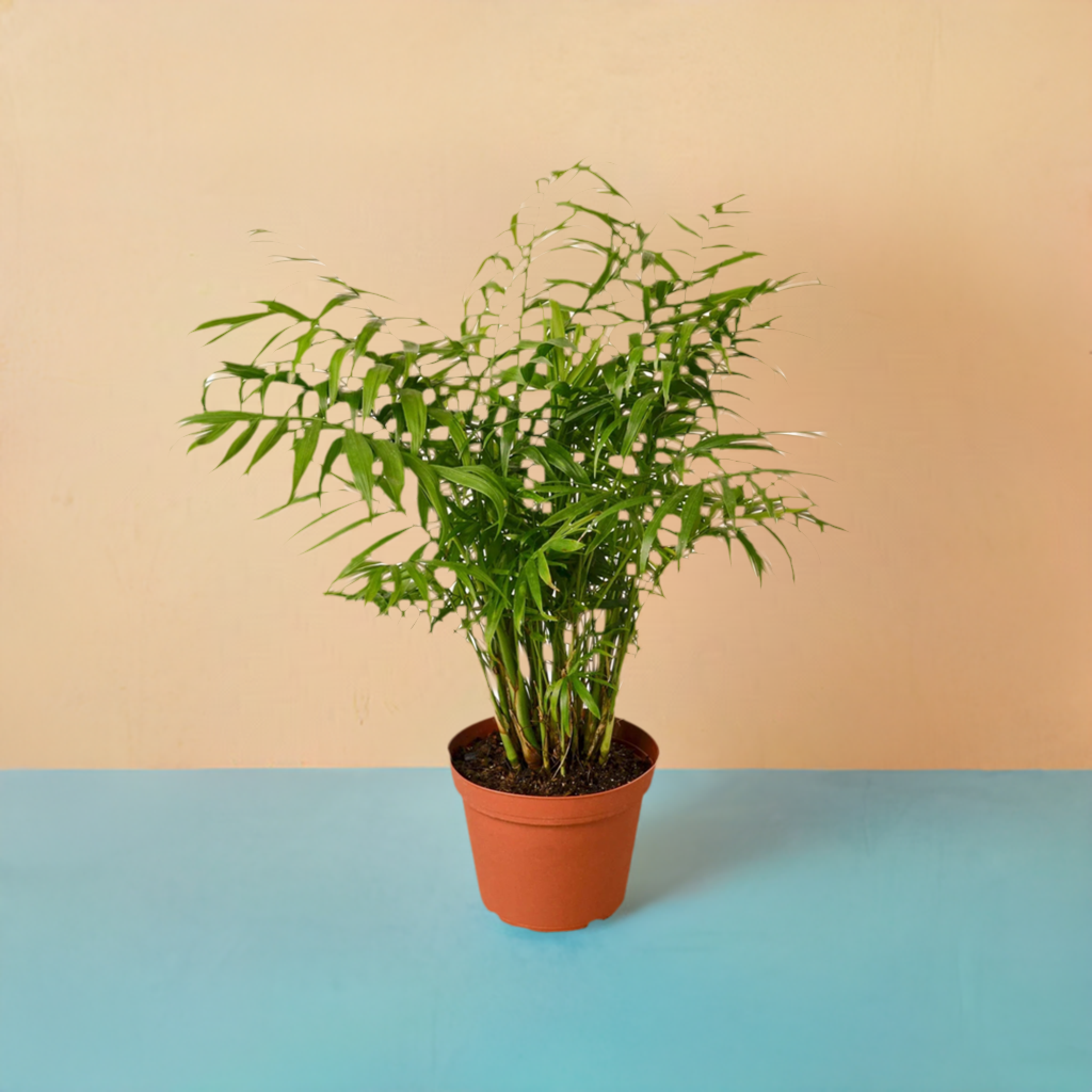 Buy Parlor Palm Online: Elegant, Air-Purifying Indoor Plant – Millie's ...