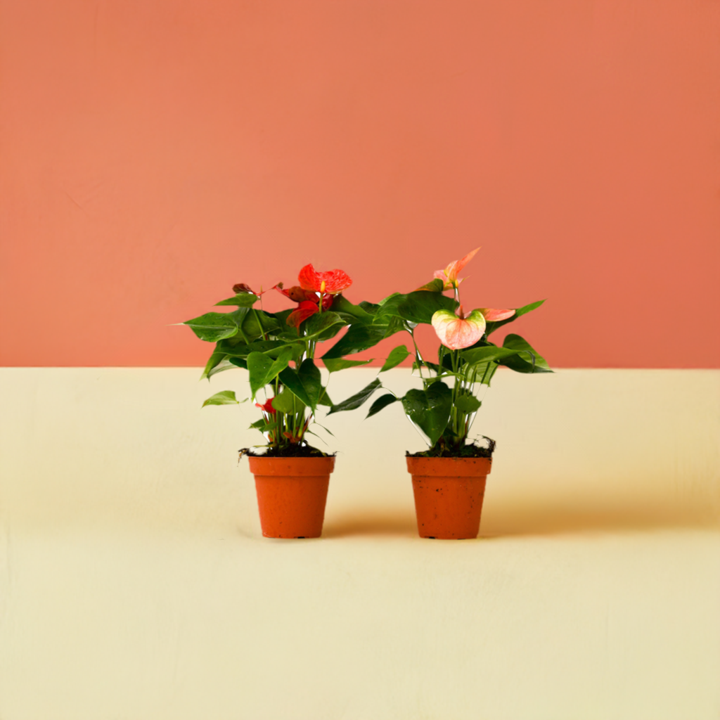 2 Anthurium Variety Pack - 4" Pots – Millie's Plants