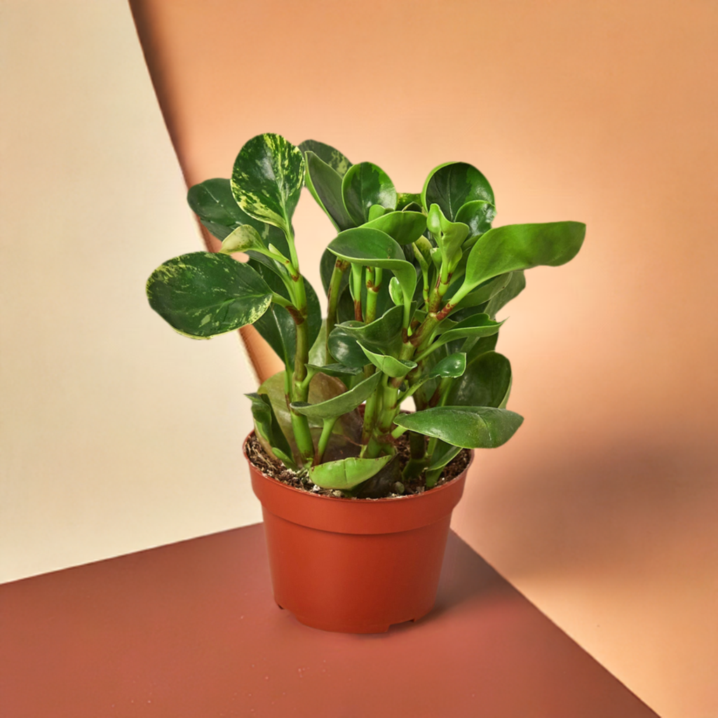 Peperomia 'Marble' | Easy-Care Radiator Plant | Millie's Plants