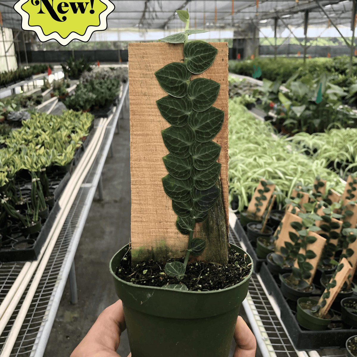Rhaphidophora 'Cryptantha' (Shingle Plant) – Millie's Plants